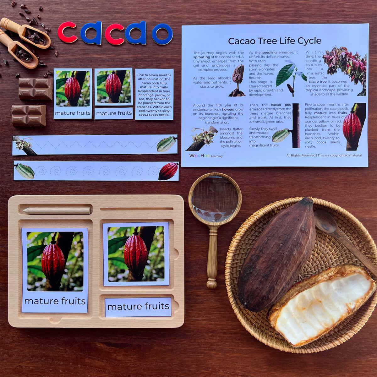 Cacao Tree Life Cycle | Montessori Unit Study