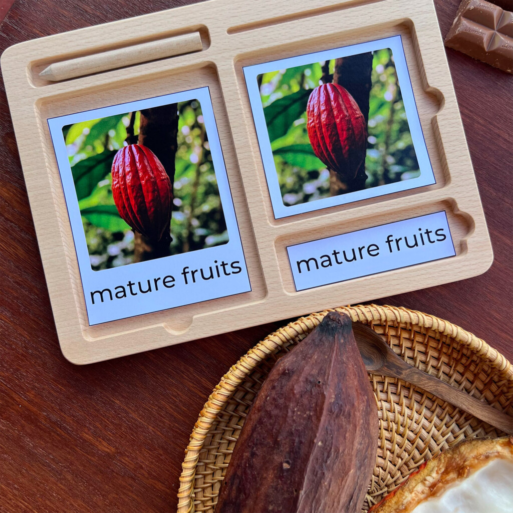 Cacao Tree Life Cycle | Montessori Unit Study