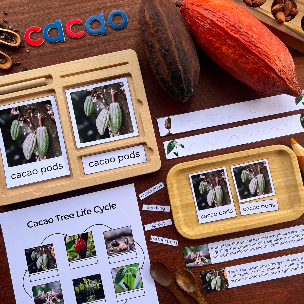 Cacao Tree Life Cycle | Montessori Unit Study