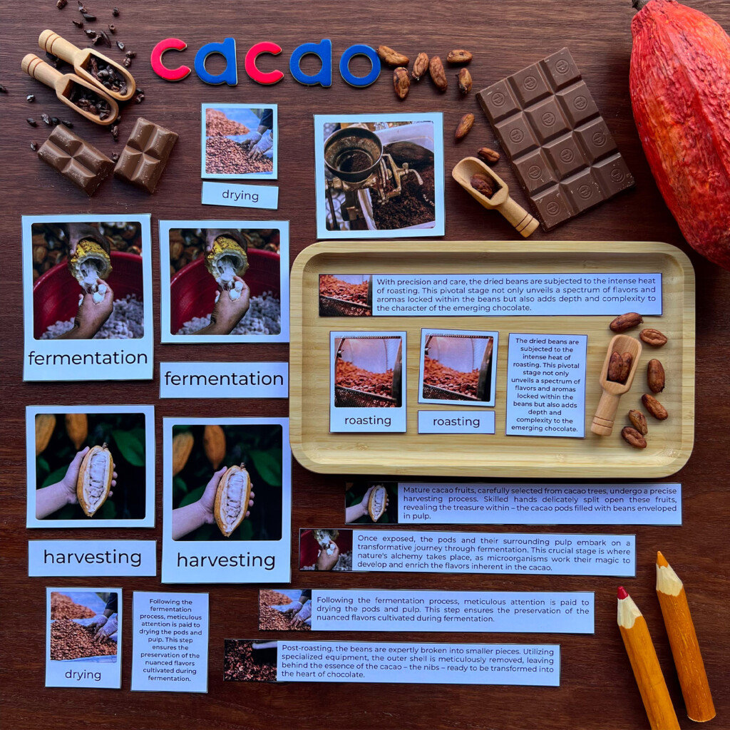 How Chocolate is Made | Montessori Unit Study