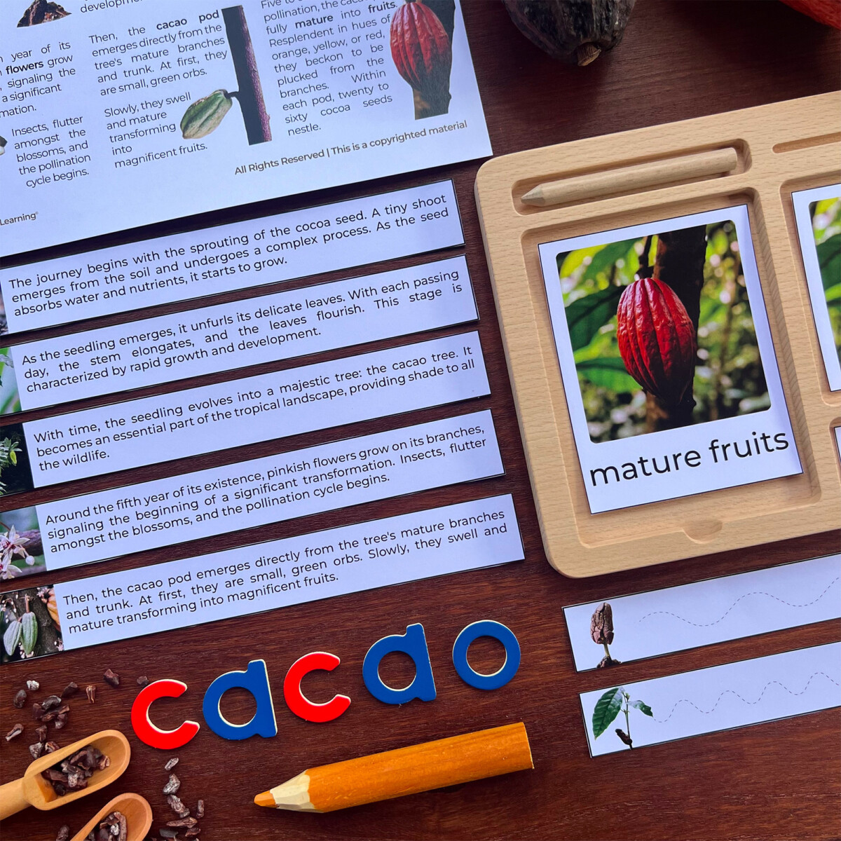 Cacao Tree Life Cycle | Montessori Unit Study
