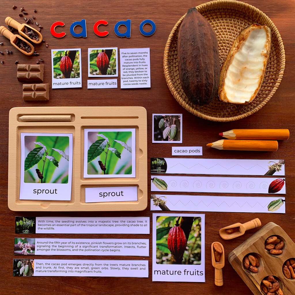 Cacao Tree Life Cycle | Montessori Unit Study