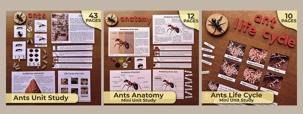 Ants Unit Study | All About Ants