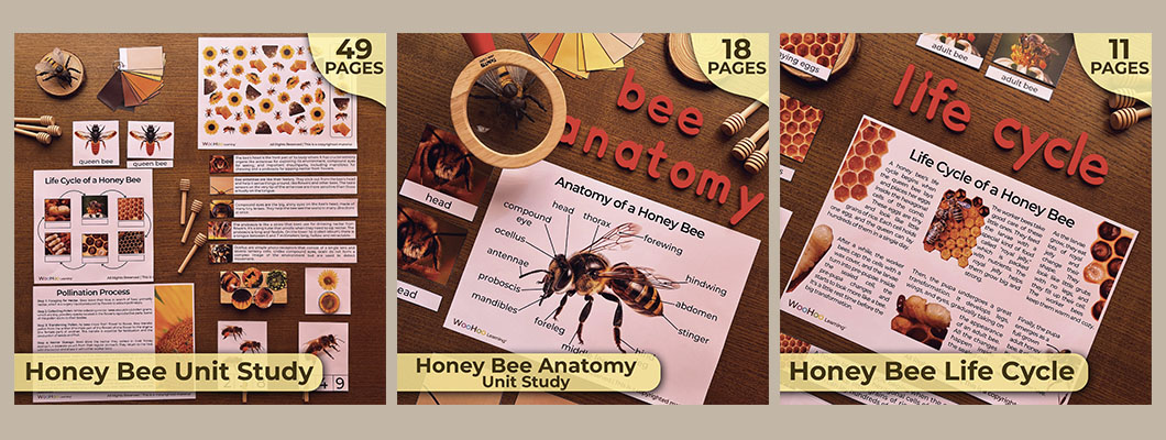 Honey Bee Unit Study | All About Honey Bees